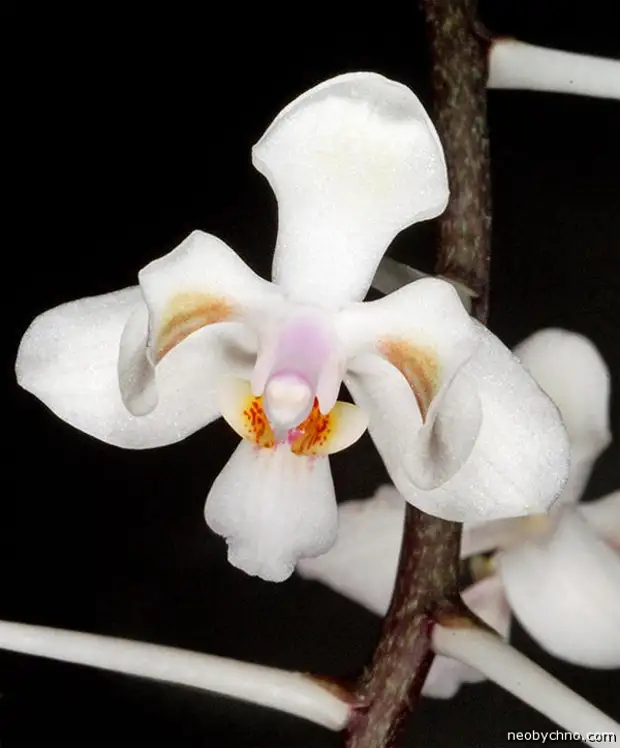 orkîdeya phalaenopsis