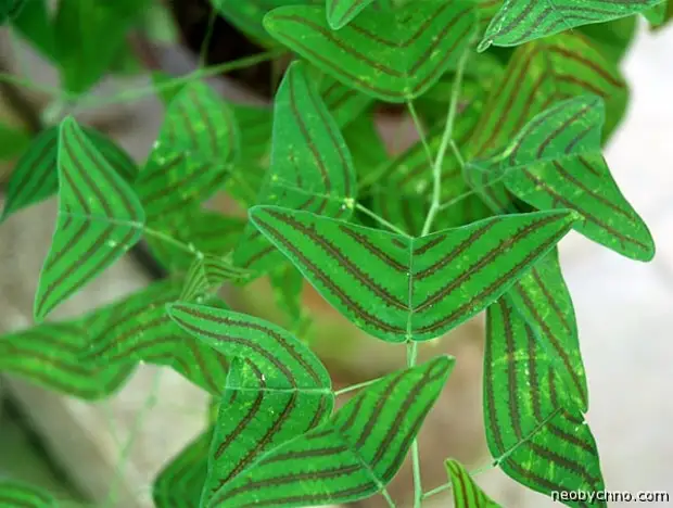 அரிதான அந்துப்பூச்சி ஆர்க்கிட்