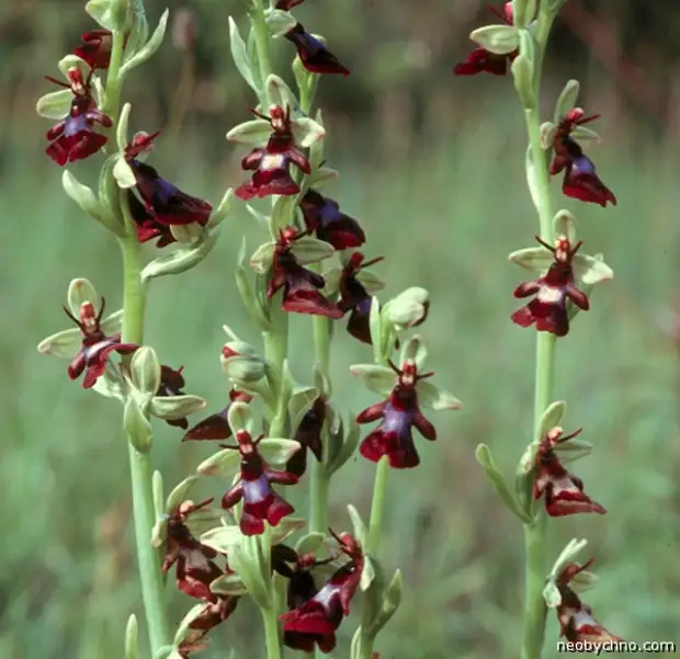 nežēlīgs ophrys