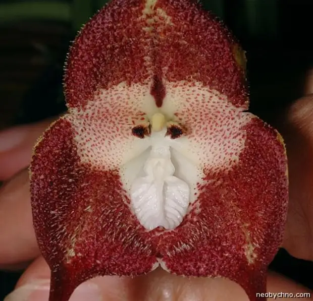 monkey orchid