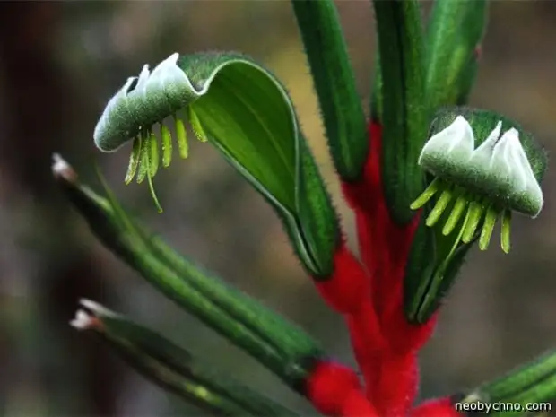 Kangaroo paw chirimwa