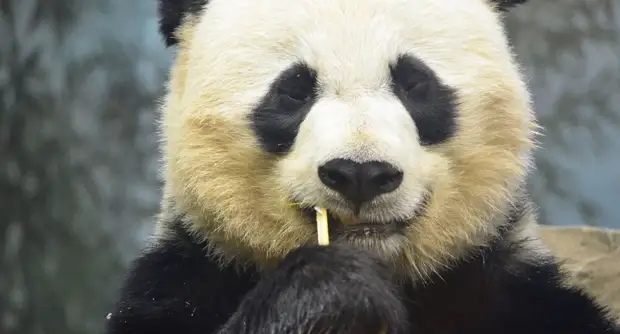 Moștenirea neliniștită a unui panda care iubea sexul