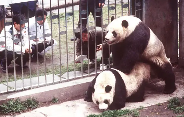 CHINA-PANDA