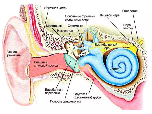 Vestibulara aparato: kiel ĝi funkcias kaj kio malsanigas vin