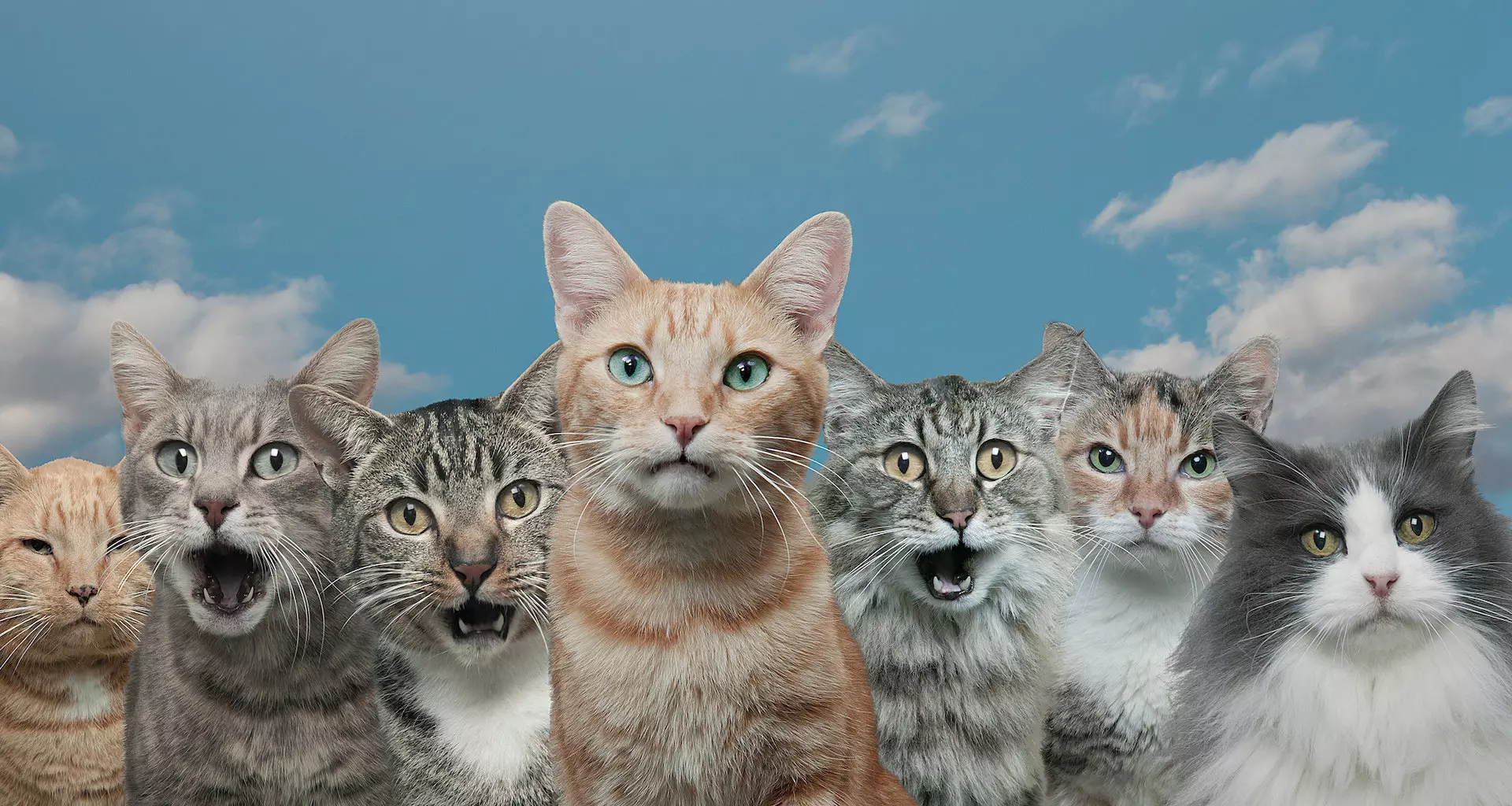 Meow dalam bahasa Rusia: apa yang dibincangkan oleh kucing