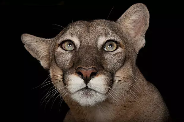 Usa ka photographer nga nagluwas sa mga endangered species gamit ang iyang mga litrato 157496_7