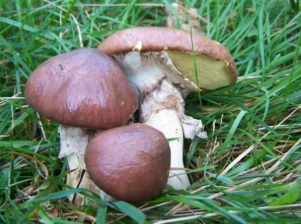 Suillus luteus, масляк звычайны