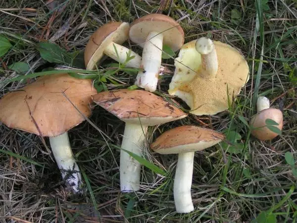 Suillus granulatus, granulovaná máslová miska