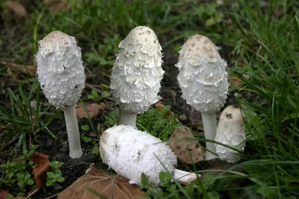 Coprinus comatus, ווייַס מיסט זשוק