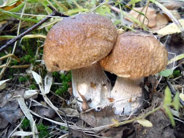 Ang mga mushroom na ito ay maaaring kainin nang walang takot.