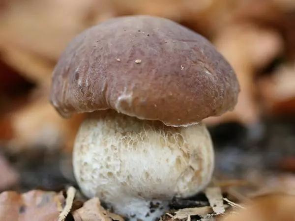 Boletus edulis، porcini مشروم، boletus