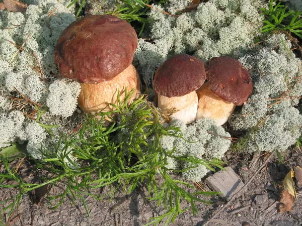 Bóletus pinophilus, pine porcini mushroom