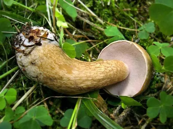 Tylopilus felleus, cendawan hempedu, foto dari http://forum.onliner.by/