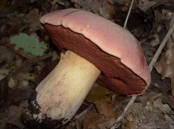 Boletus lupinus، boletus wolf، aka Boletus splendidus، جھوٹے شیطانی مشروم