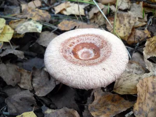 V nekaterih državah val velja za neužitno gobo.