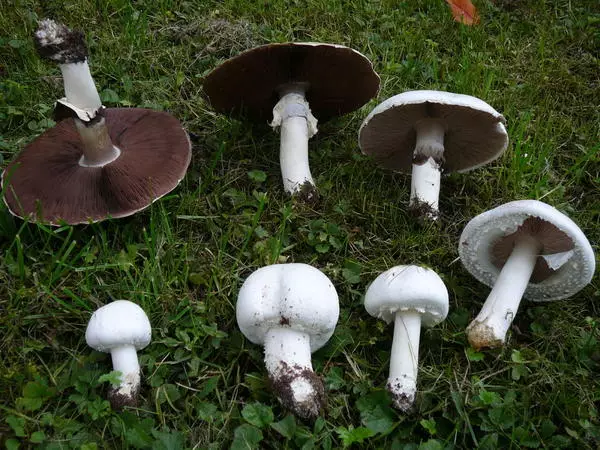 Agaricus campestris, לאָנקע שוועמל