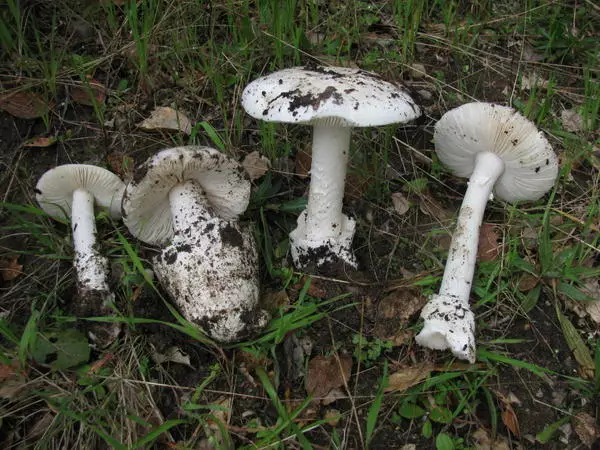 Amanita ocreata, белы мухамор