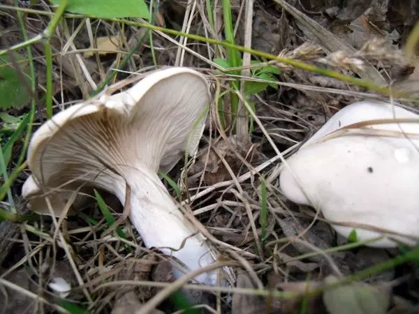 Anong klaseng mushroom?