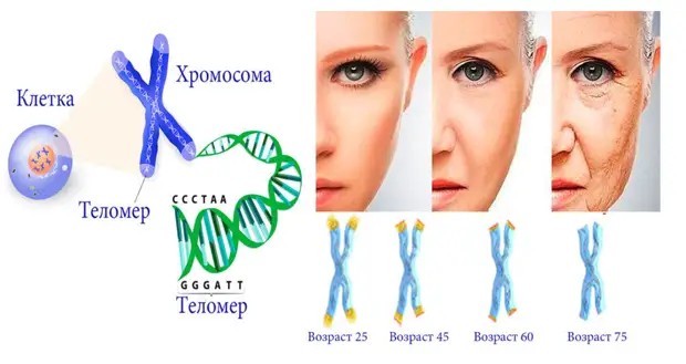 Na boikoetliso bo ka fokotsa botsofali ba DNA?