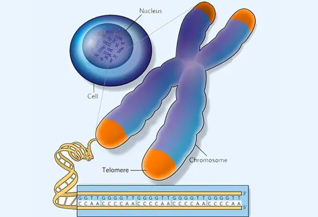 Bolehkah senaman melambatkan penuaan DNA?