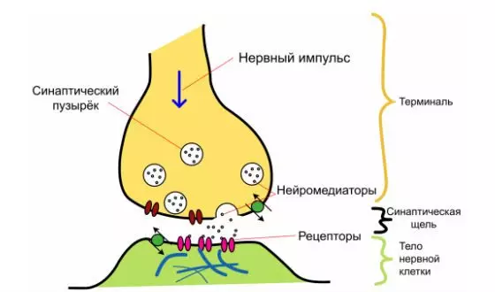 Ib qho schematic sawv cev ntawm kev nco ua haujlwm li cas