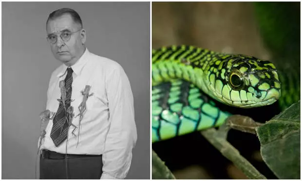 Naukowiec, który poświęcił swoje życie, aby opisać objawy ukąszenia jadowitego węża