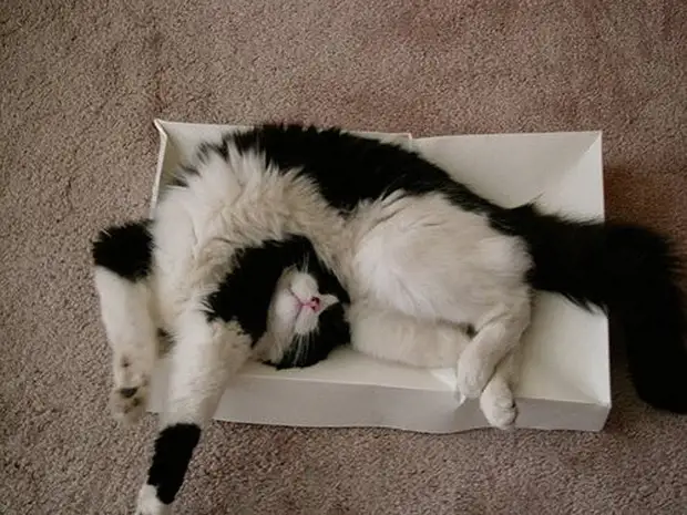 Cats Sleep In Strange Poses GIFs