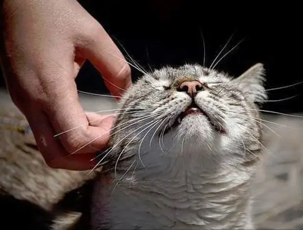 Cómo se comportarían los signos del zodíaco si fueran gatos