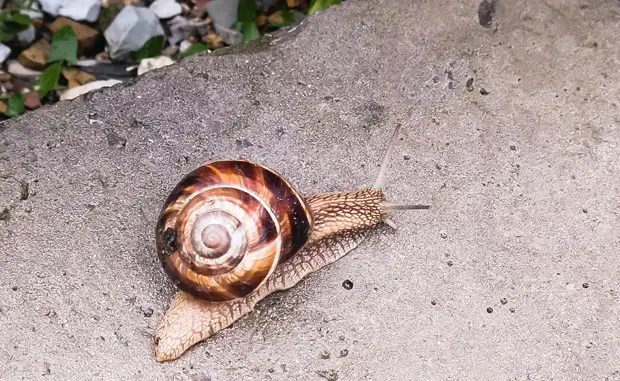 Invado de Limakoj Somere, helikoj kaj limakoj povas esti vera kapdoloro. Kiu ŝatas vidi sian gazonon kovrita de ĉi tiuj estaĵoj? Entombigu ladskatolon plenigitan per biero surloke, por ke la rando restu flua kun la grundo. La feĉo altiros limakojn kaj helikojn, kiuj bedaŭrinde dronos pro sia avideco.