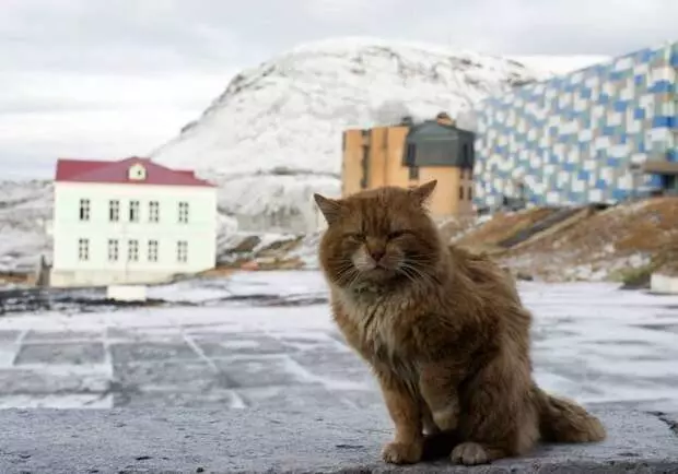 Kesha je jedinou mačkou na nórskom súostroví Svalbard
