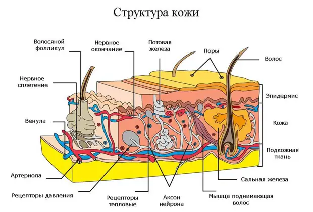 Imágenes a petición de los regímenes de tratamiento en dermatología.