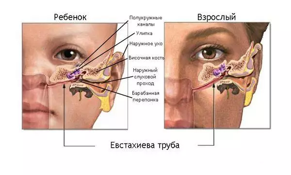 Eustachian tube