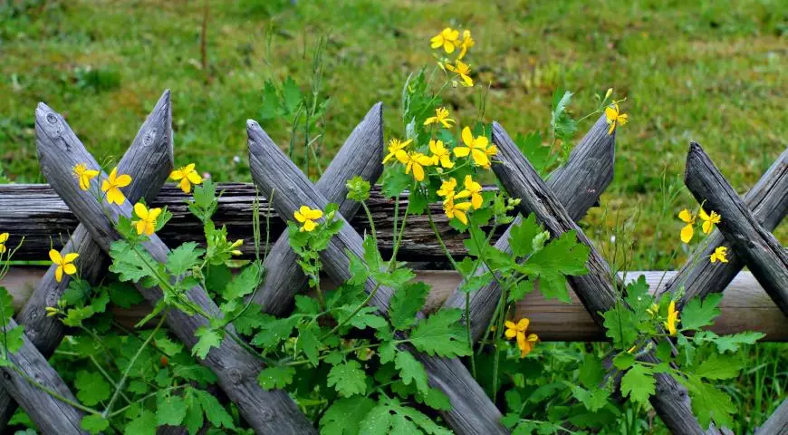 Awọn ohun ọgbin oogun ti o lewu: celandine