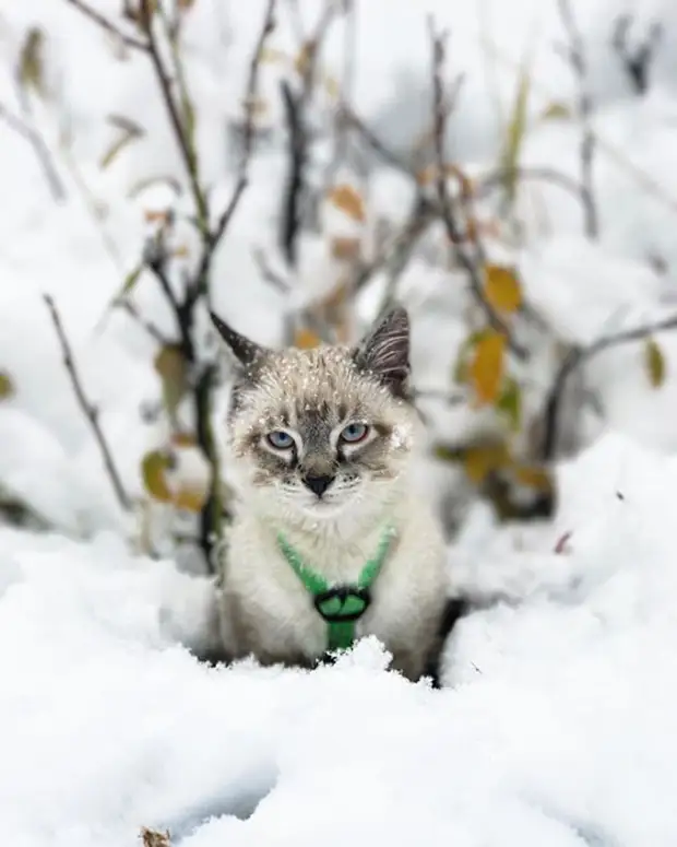 Baloo llega a conocer la nieve. Instagram henrythecoloradodog.