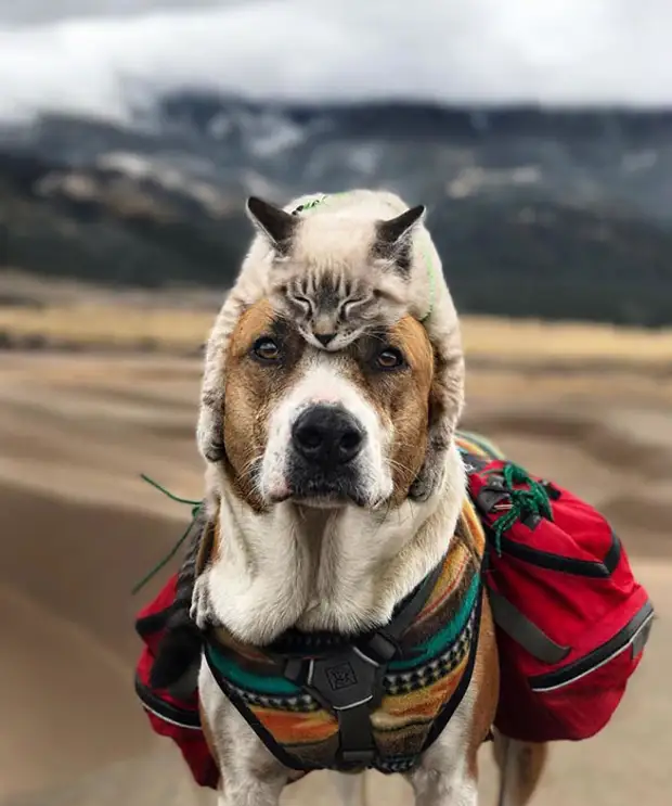 Sombrero de gato. Instagram henrythecoloradodog.