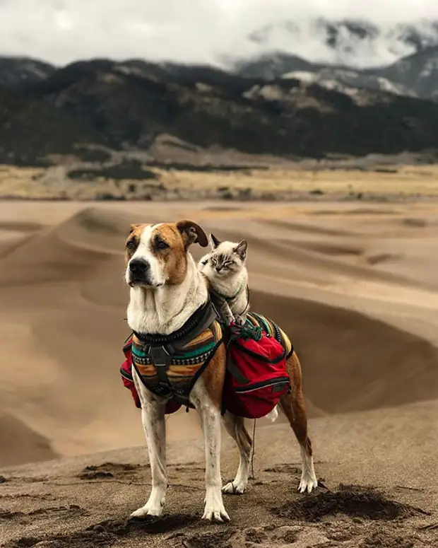 Baloo se instaló perfectamente. Instagram henrythecoloradodog.