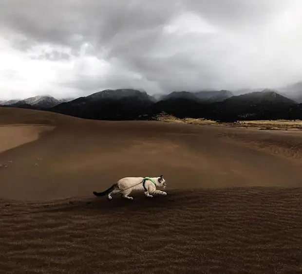 Marcha felina en terreno desconocido. Instagram henrythecoloradodog.