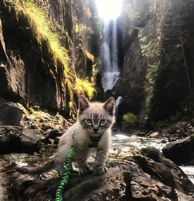 Pieni kissanpentu suuressa tehtävässä. Instagram henrythecoloradodog.