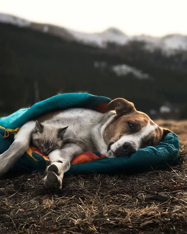 Í faðmi alla nóttina. Instagram henrythecoloradodog.