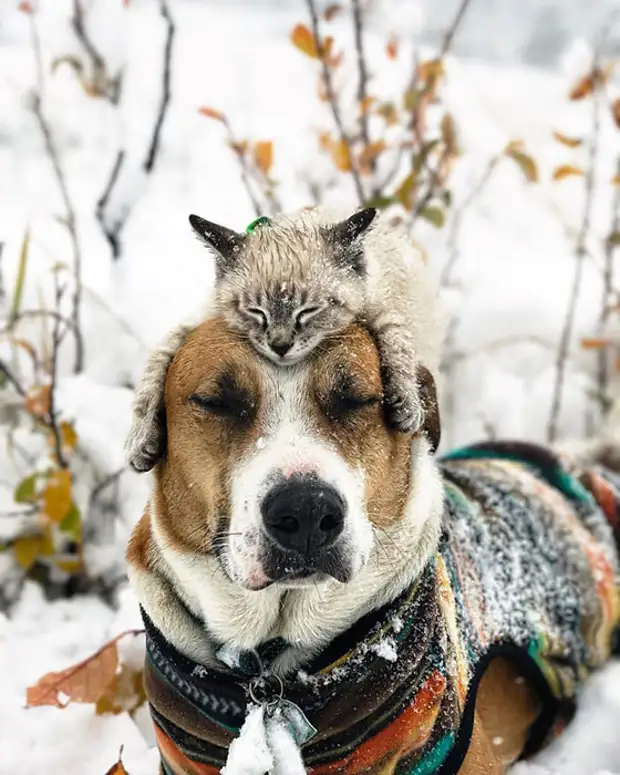 Henry, voit kävellä lumessa, ja minä makaan täällä hetken. Instagram henrythecoloradodog.