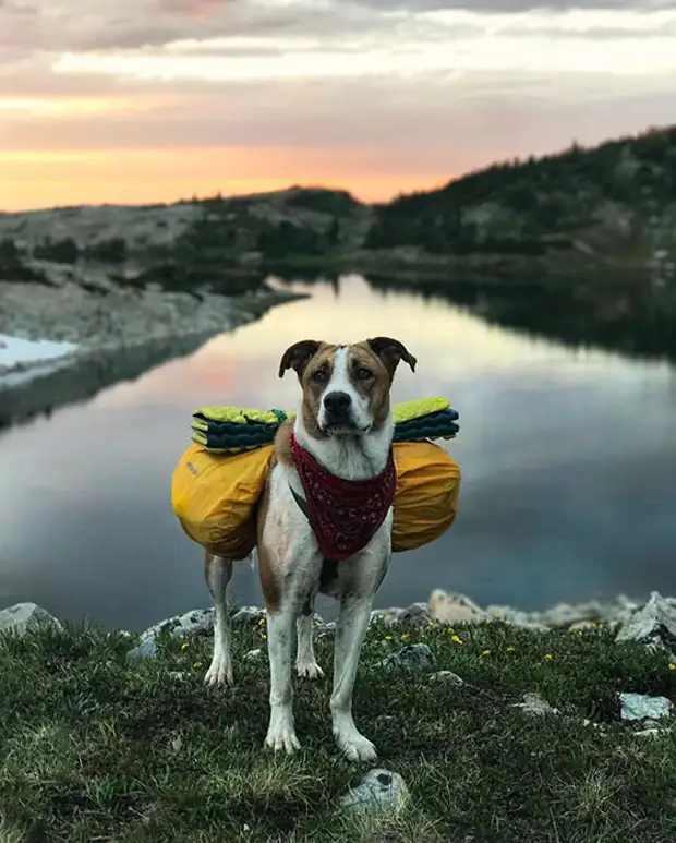 Valmiina seikkailuun. Instagram henrythecoloradodog.