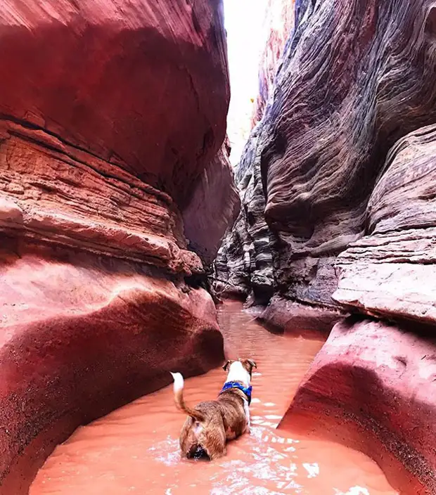 Halló frá Utah! Instagram henrythecoloradodog.