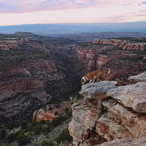 Henry Vuorivuohi. Instagram henrythecoloradodog.