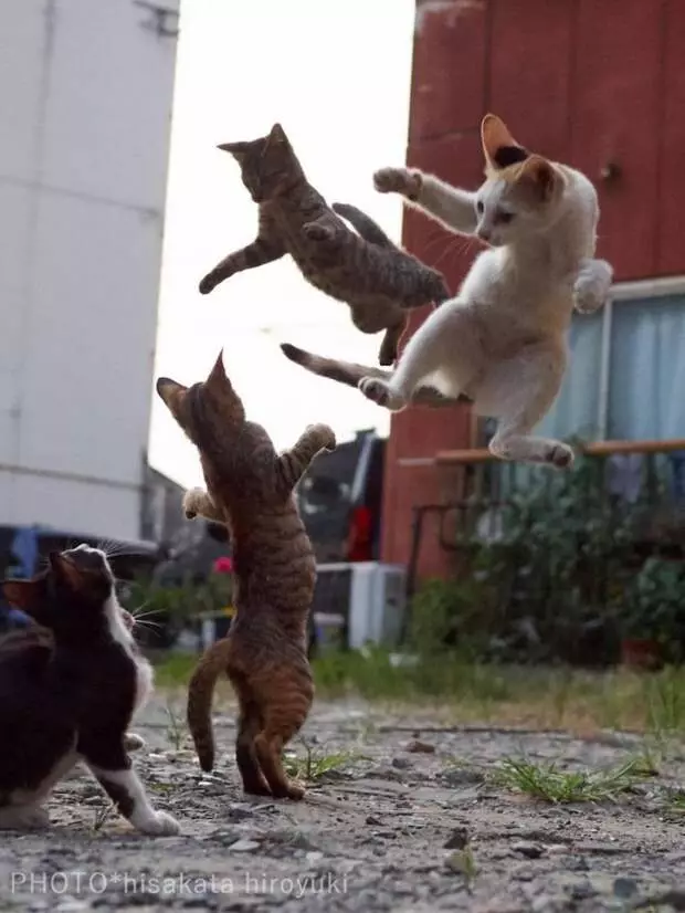 Ontsnap wie kan: Ninja Cats Coming