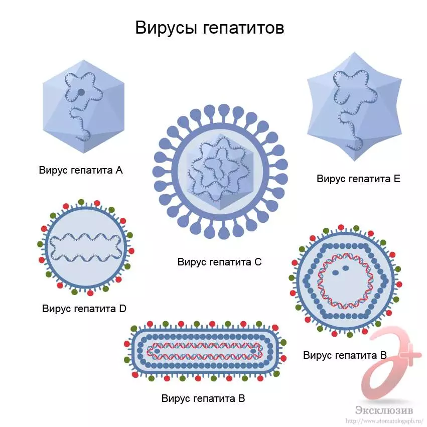 Virus tina rupa-rupa hépatitis