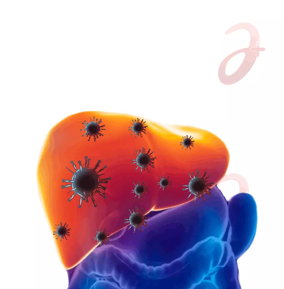 Hepatitis C-virus angriber leveren