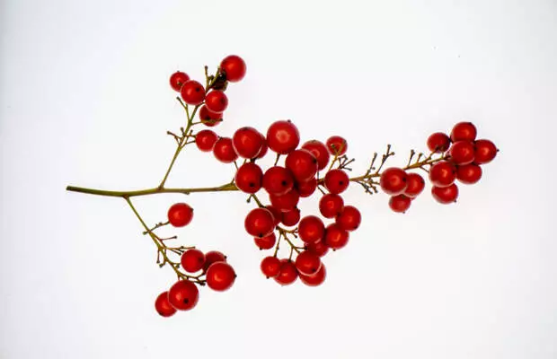 Viburnum red: how and why to eat bitter berries