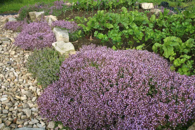 Thyme, or creeping thyme: useful properties of the plant and contraindications for use