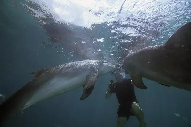 Foto n. 5 - 5 Fraintendimenti popolari sugli animali in cui tutti credono