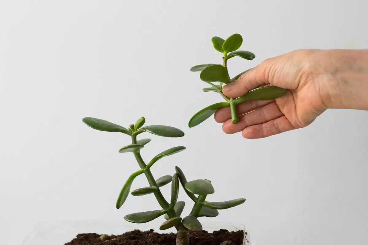 ろくでなしの植物の特性